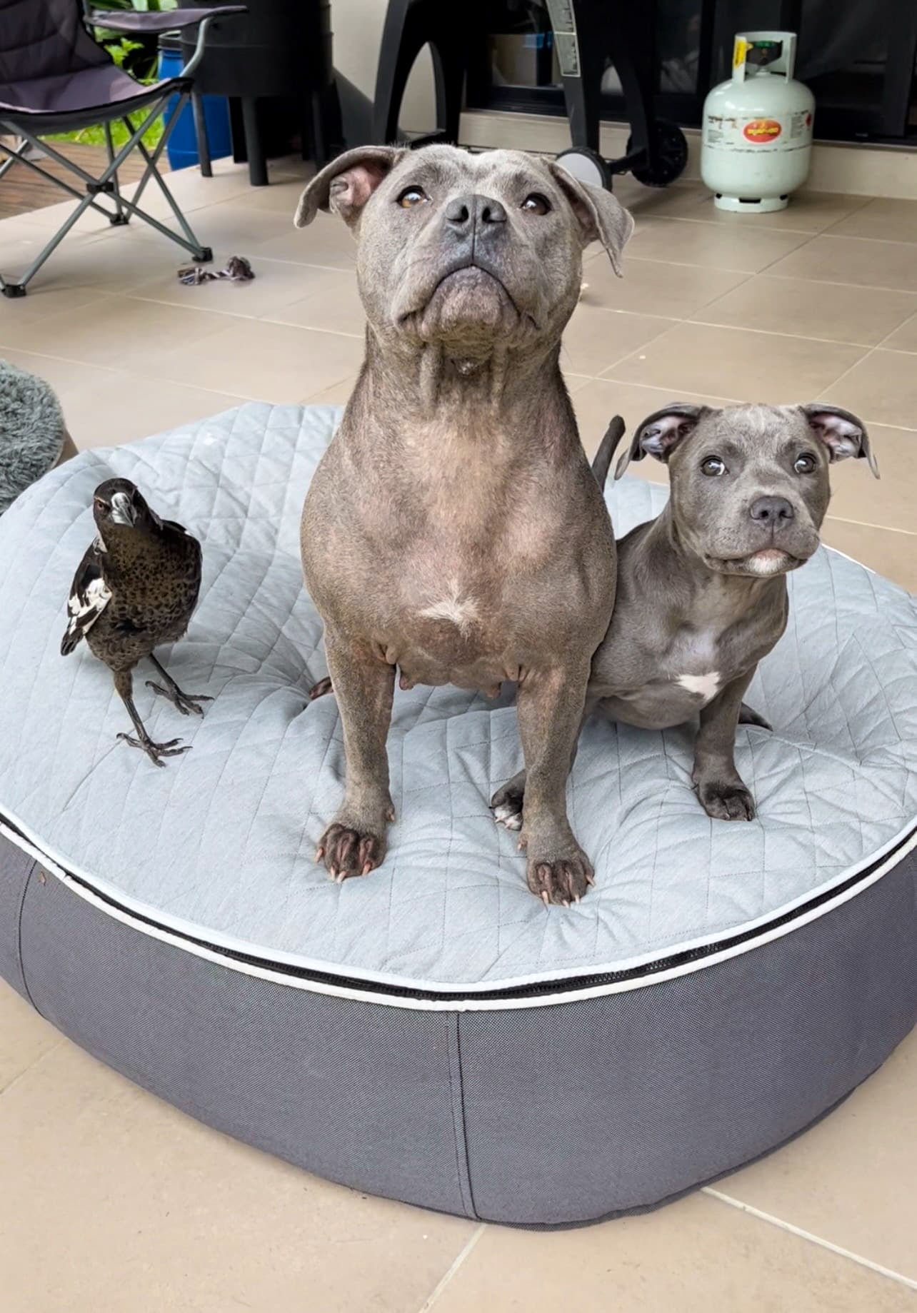 Staffordshire Bull Terrier and Magpie Make the Cutest BFFs