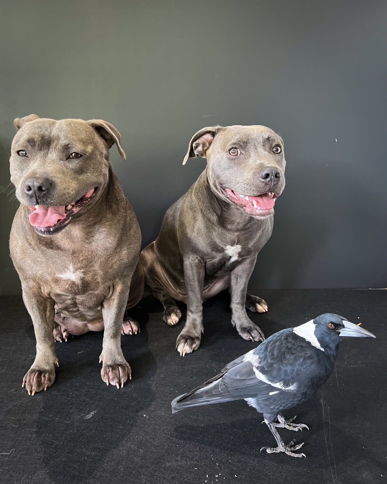 Staffordshire Bull Terrier and Magpie Make the Cutest BFFs