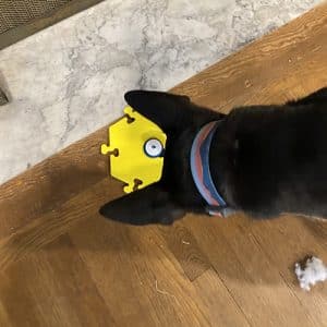 Rover Test Pup Reviews the FluentPet Dog Talking Button Kit