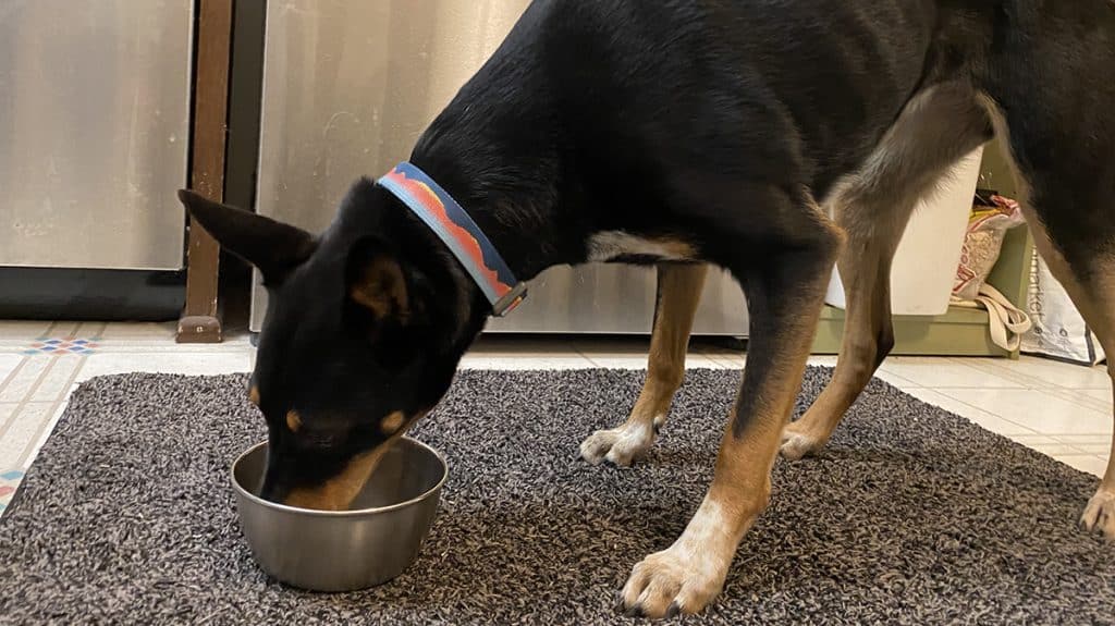 Rover Test Pups Review Raised Right’s Fresh Dog Food