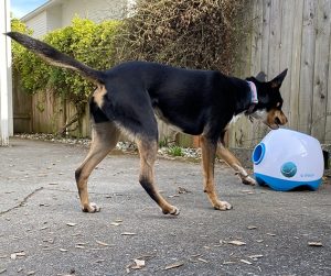 iFetch Ball Launcher | We Put an Automatic Ball Thrower to the Test