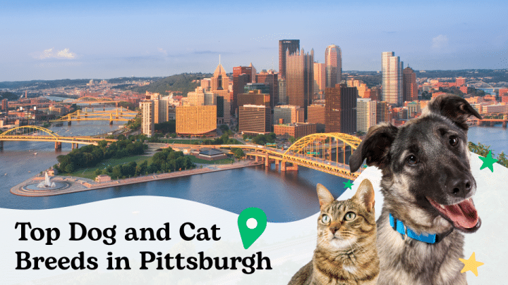 The Most Popular Cat and Dog Breeds in Pittsburgh