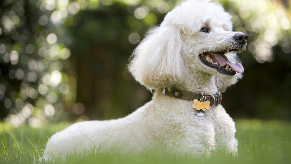300+ Poodle Names: Cute, Unique & Classic Ideas