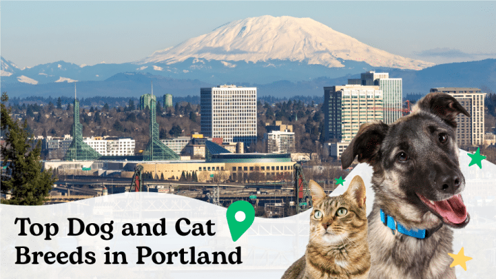 The Most Popular Cat and Dog Breeds in Portland | Rover.com