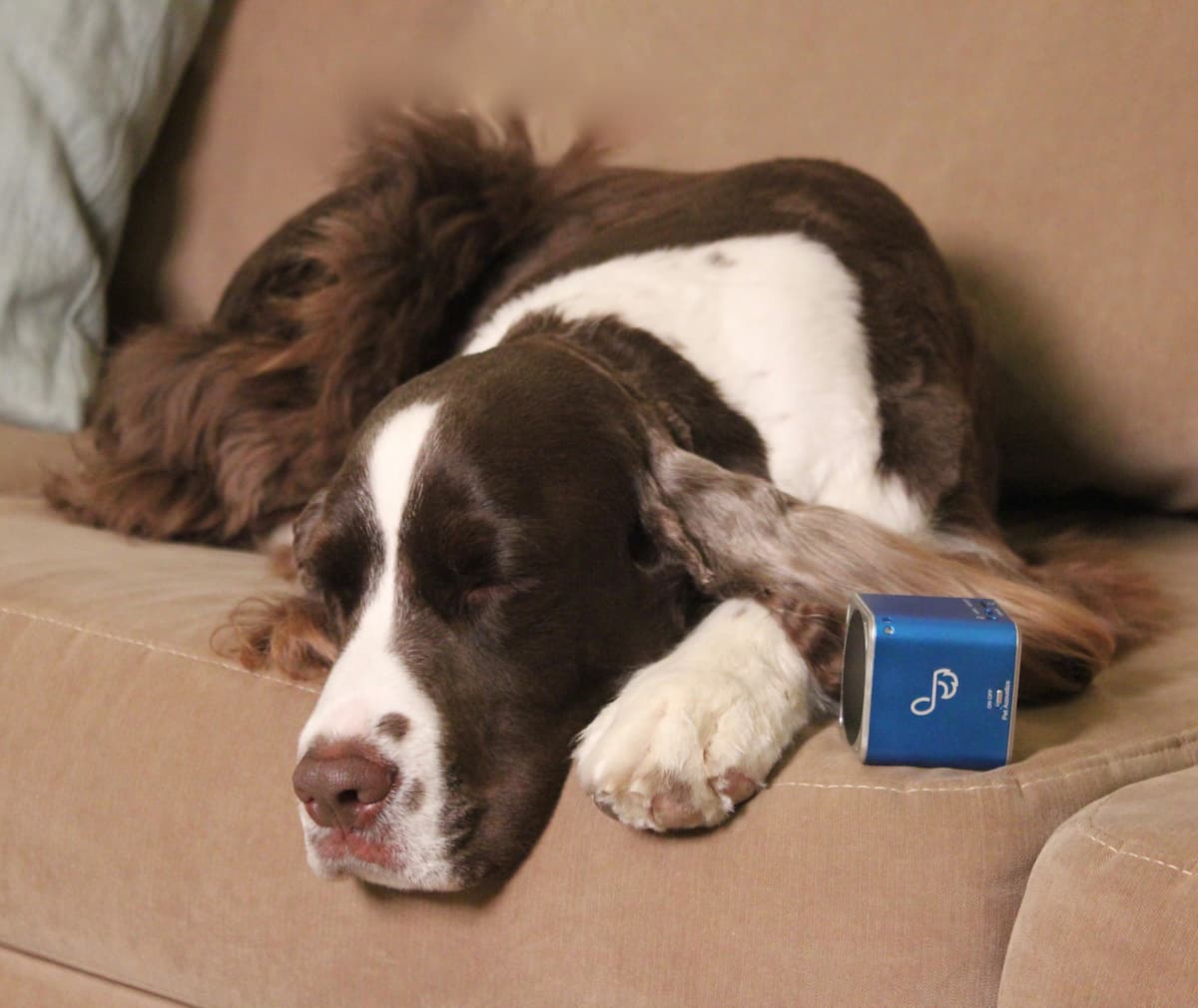 A Species-Specific Music Company Crafts Comforting Sounds Just for Pets