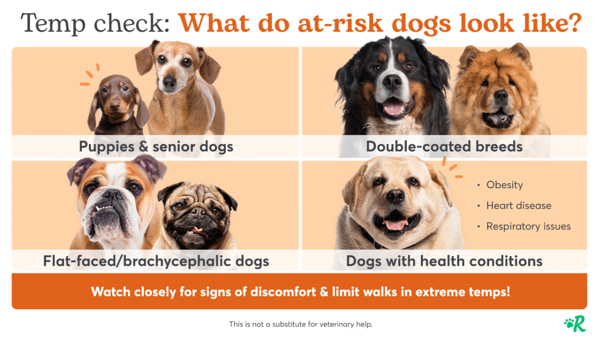 Dog Walk Temperature Chart & Safety Tips