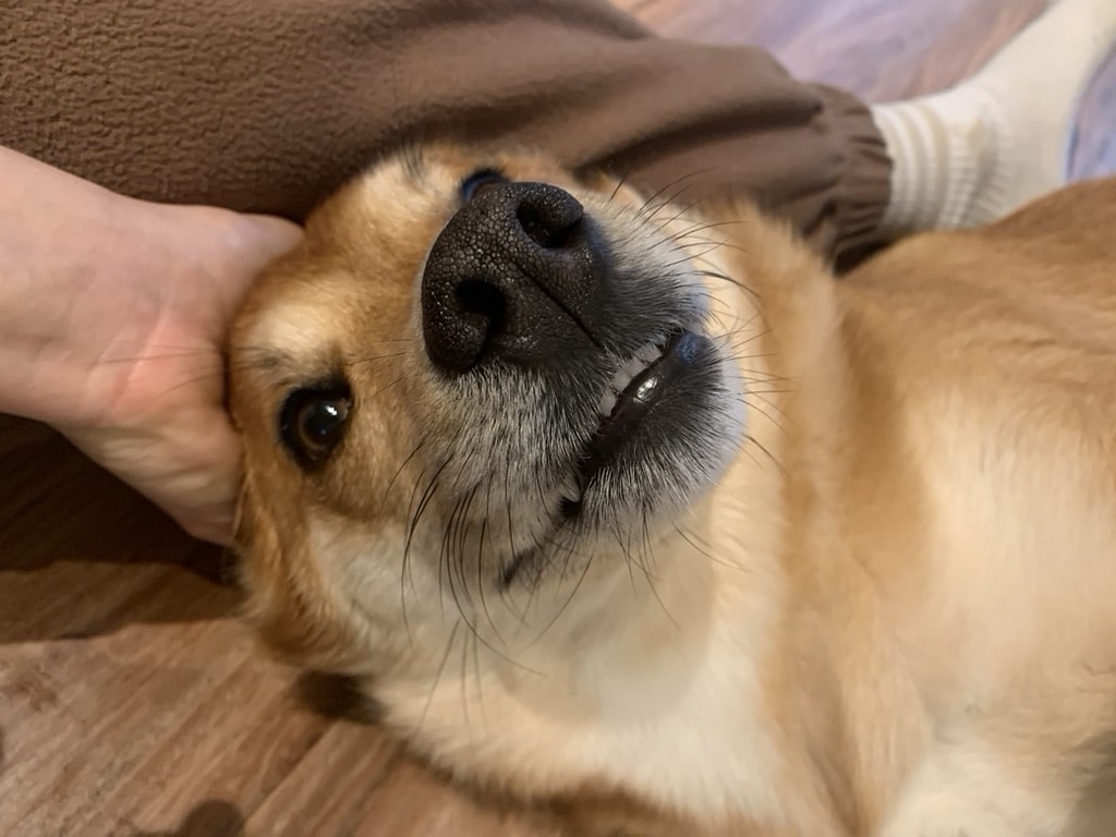 Why Dogs Show Their Teeth & What To Do