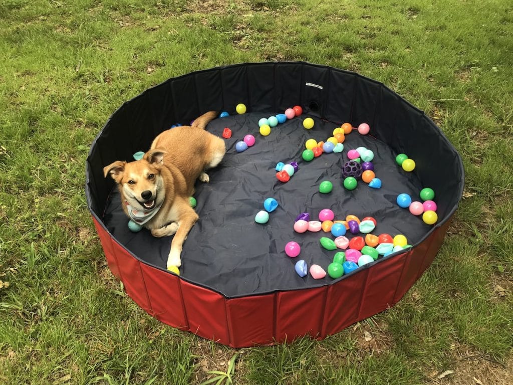 Testing a Dog Swimming Pool: Does the Frisco Dog Pool Hold Up?