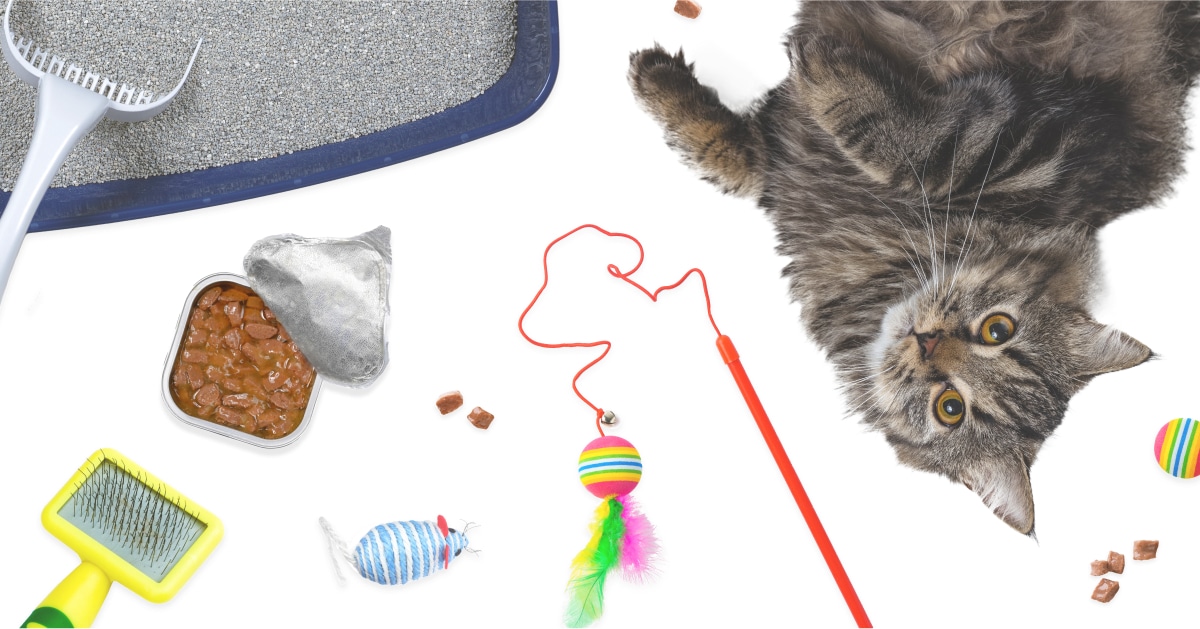 How Much Do Cats Costs? Initial, Annual, Monthly & More