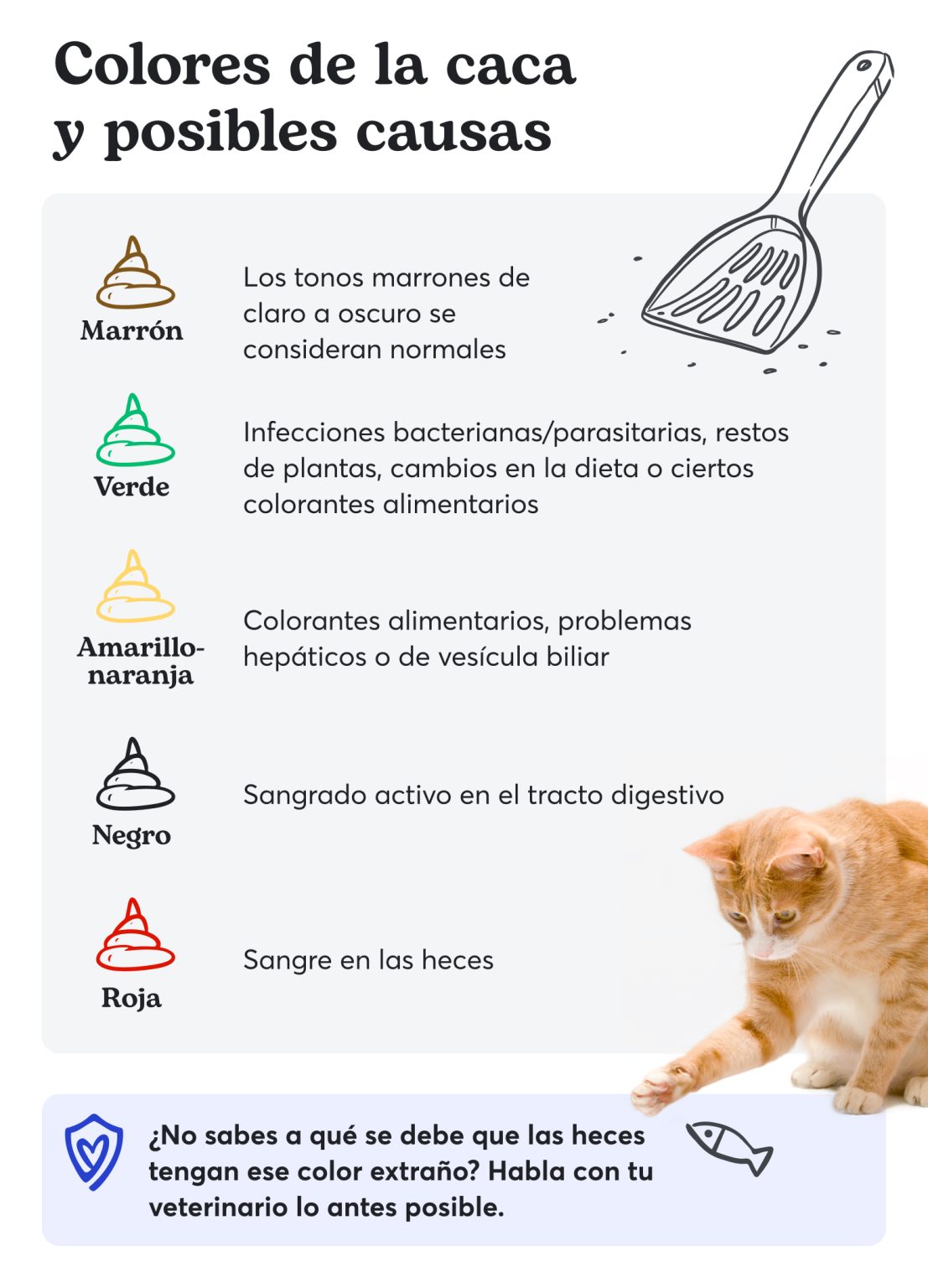 ¿No sabes si las cacas de tu gato tienen un aspecto normal?