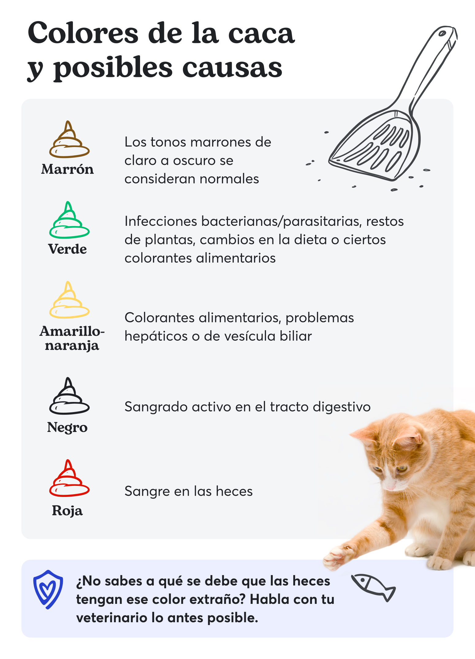 ¿No sabes si las cacas de tu gato tienen un aspecto normal?