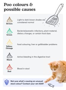 Unhealthy Cat Poop Chart: Colour, Consistency & Causes
