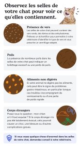 Selles de chats non saines : couleur, consistance et causes