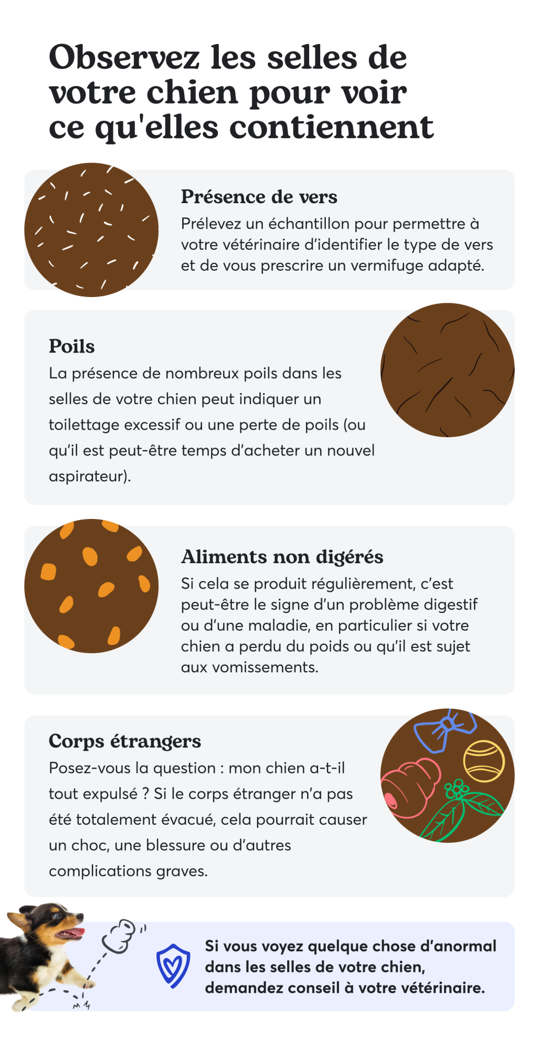 Crotte de chien : les couleurs qui en disent long sur la santé de votre chien