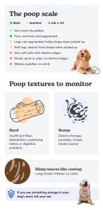Dog Poop Chart: What Color Should Healthy or Unhealthy Poop Be?