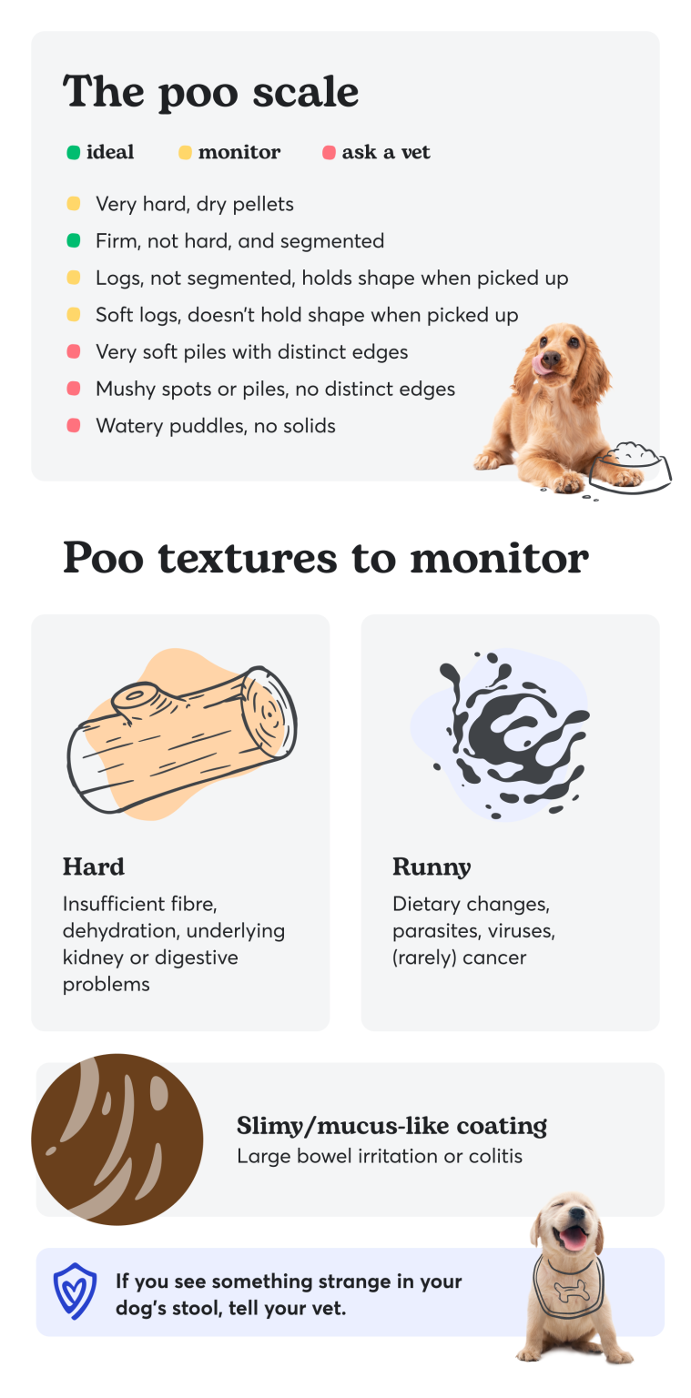 Dog Poop Chart: What Colour Should Healthy or Unhealthy Poop Be?