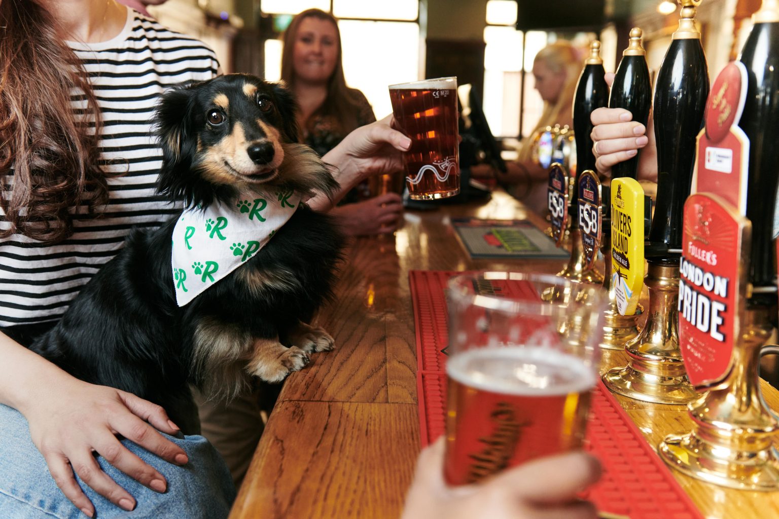 Tips For Taking Your Dog To The Pub For The First Time | The Rover Blog