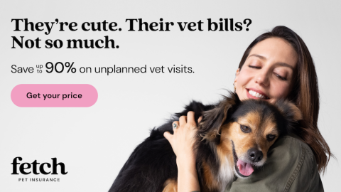 Orange Cat Names: 100 Best Ginger Cat Names