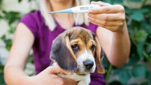 How To Check a Dog’s Vital Signs