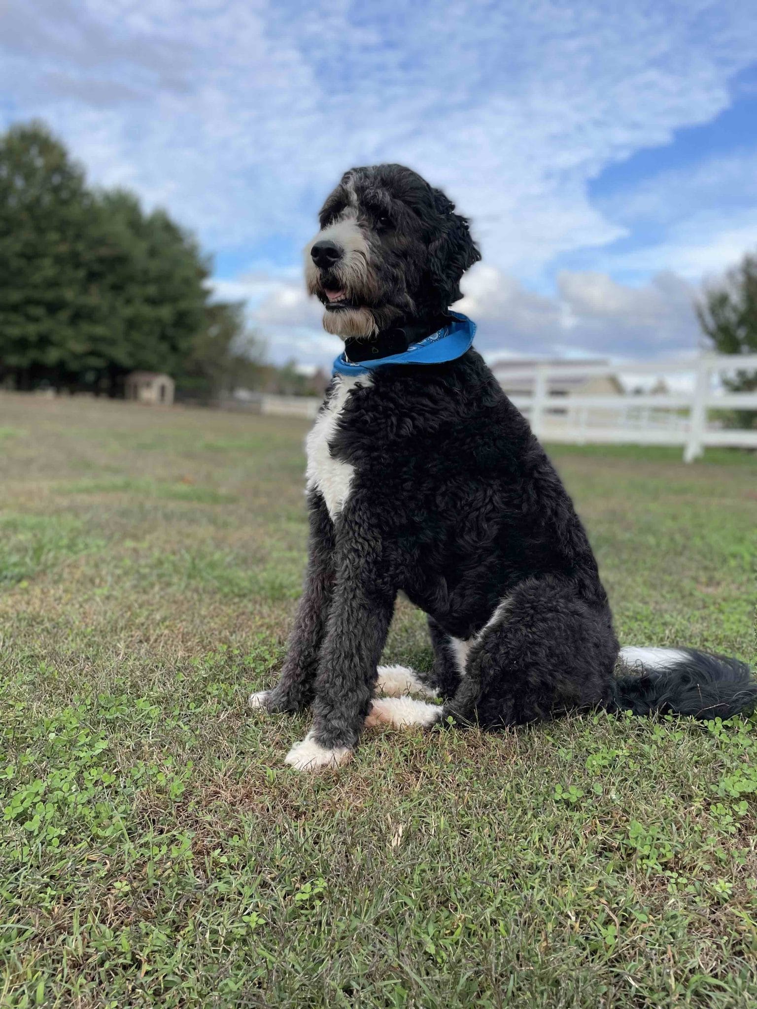 The 7 Best Dry Dog Shampoos for Easy, Water-Free Bath Time