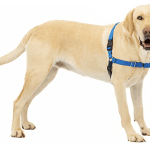 The 8 Best Harnesses for Golden Retrievers