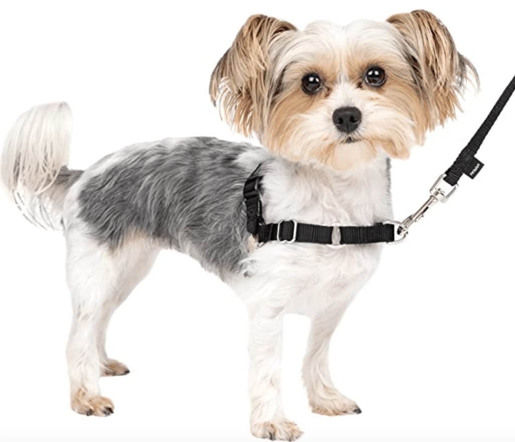 The 9 Best Harnesses for Puppy Walks and Training