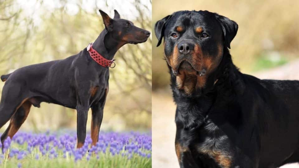 Rottweiler vs Doberman Pinscher: Which Is Right for Your Family?