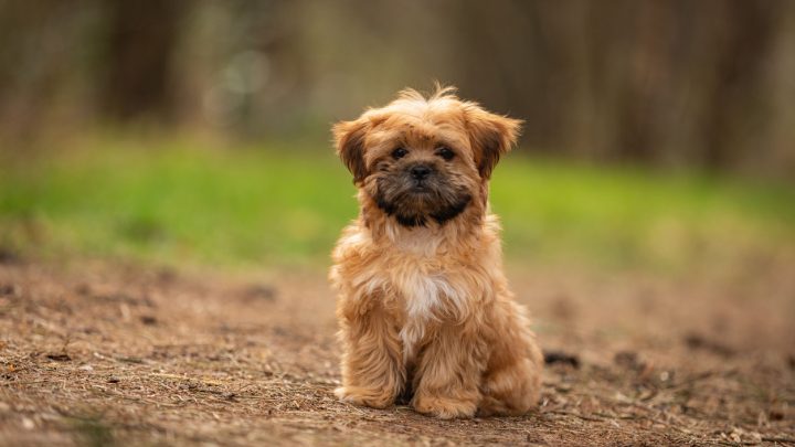 Everything you need to know about the Shorkie breed
