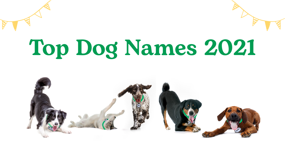 The Most Popular Male and Female Dog Names of 2021 | Rover.com