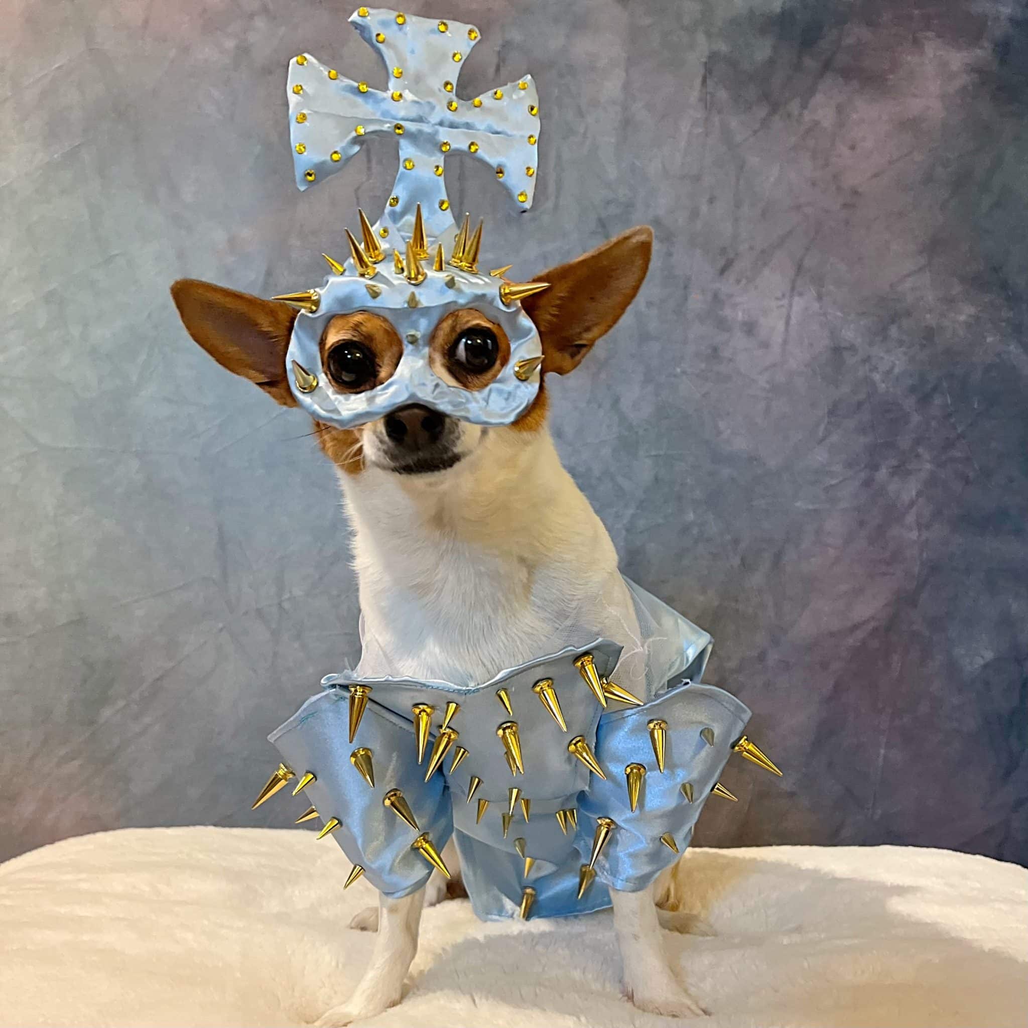 Doggie Drag Queen Rocks Costumes Inspired by 'RuPaul's Drag Race'