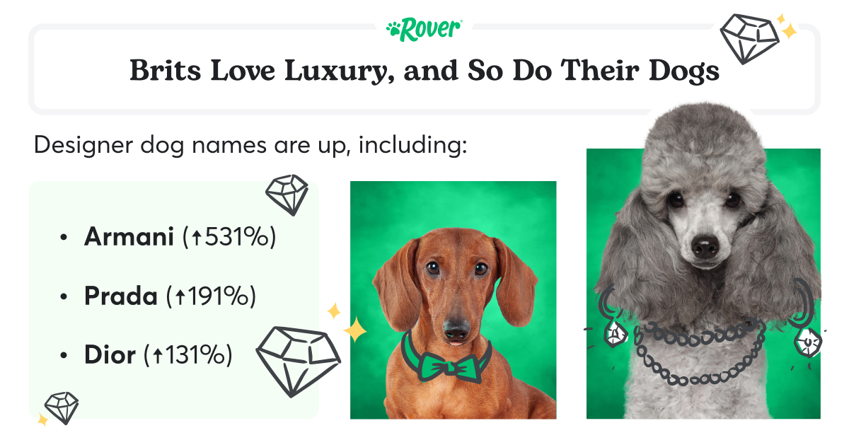 Most Popular Dog Names in the UK