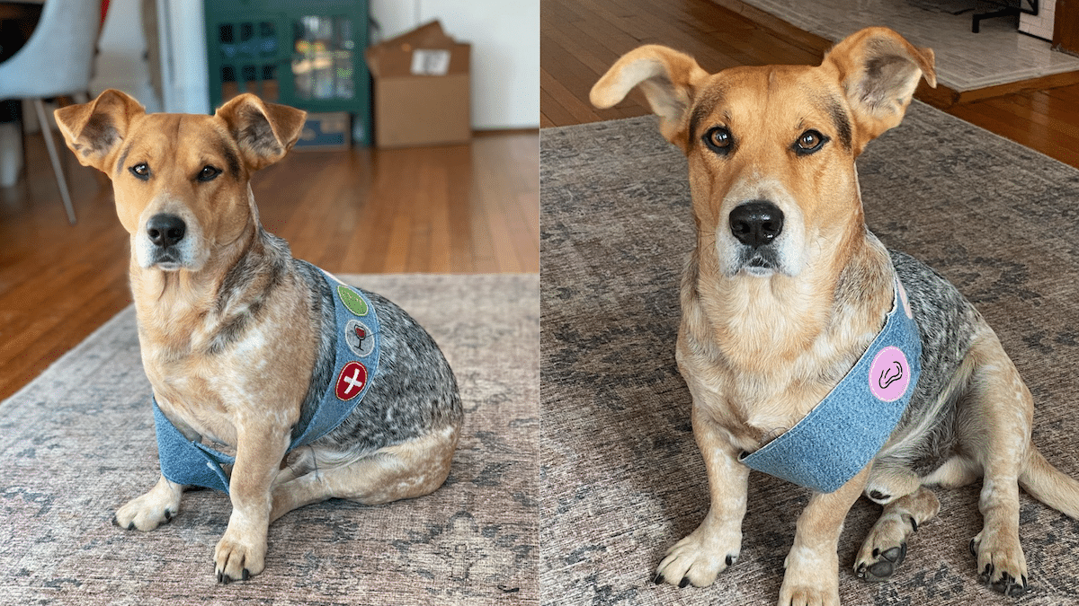 Simon the Rescue Dog Earns Merit Badges for His Achievements