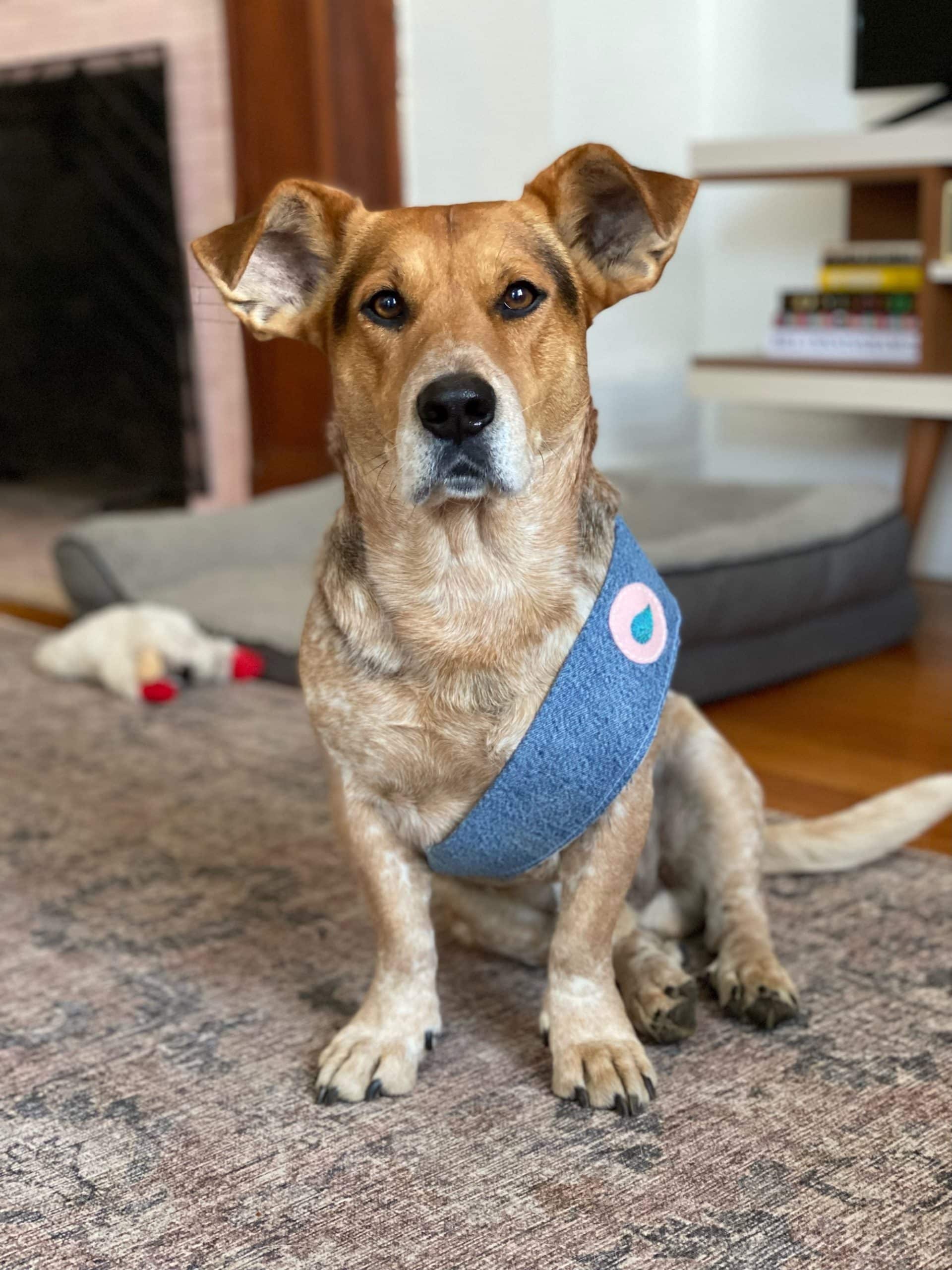 Simon the Rescue Dog Earns Merit Badges for His Achievements