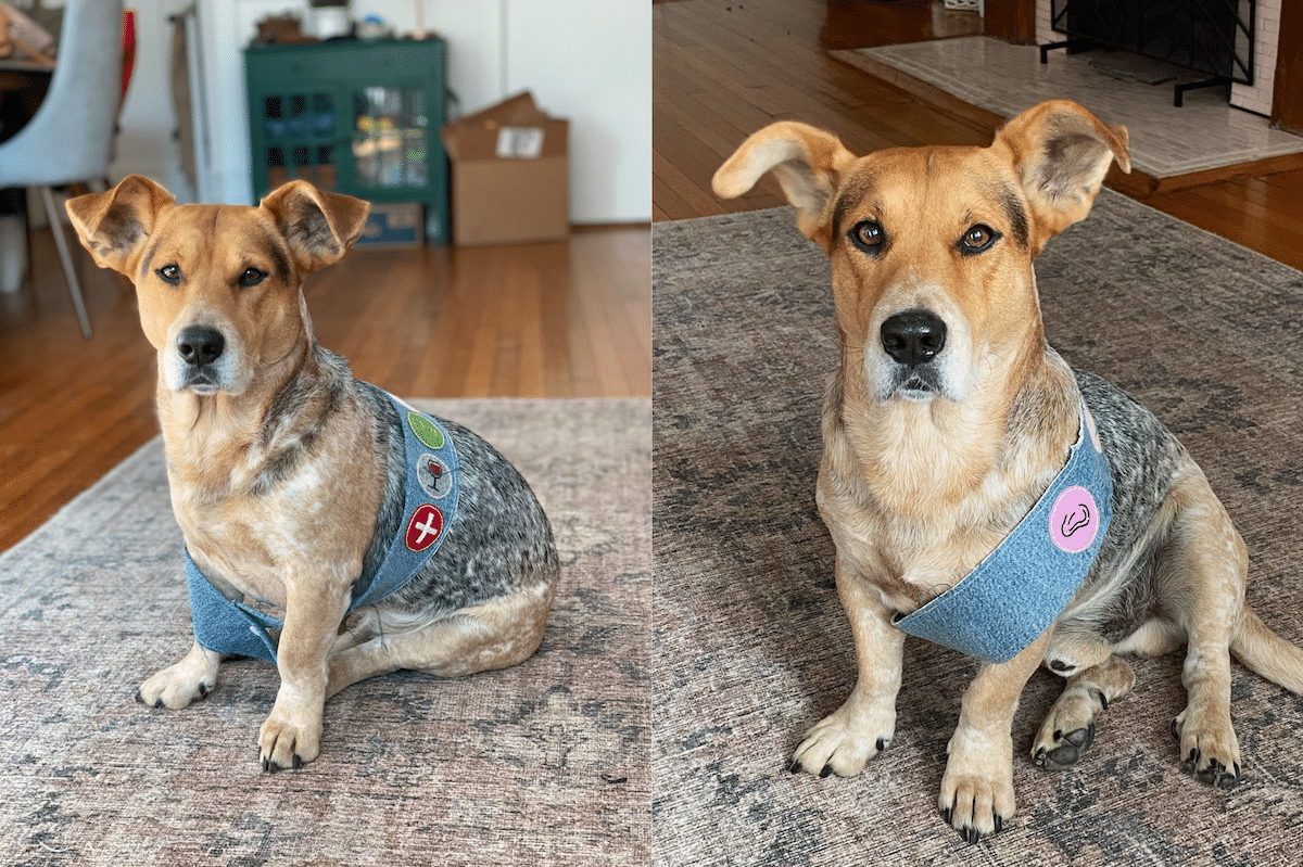 Simon the Rescue Dog Earns Merit Badges for His Achievements