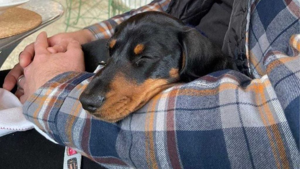 Más De 50 Nombres Para Perros Negros