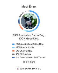 Wisdom Panel Dog DNA Test: Is It Worth It? A Rover Pup Reviews