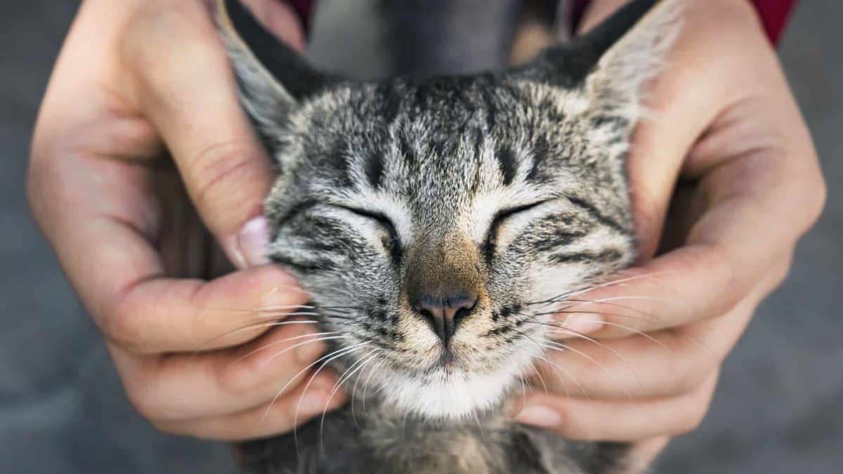 8 Signs Of A Happy Cat & How To Make Your Cat Happier