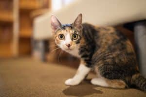 5 Reasons Why Cats Hiss & How To Stop The Behavior