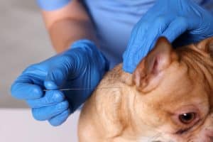Acupuncture for Dogs: Here’s What You Need To Know