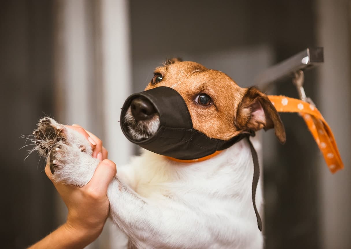 How to Groom an Aggressive Dog: Best Tips & Tools