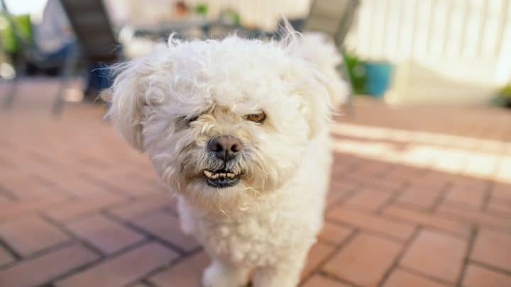 Aggressive Dog Behavior: Signs, Causes, & Management