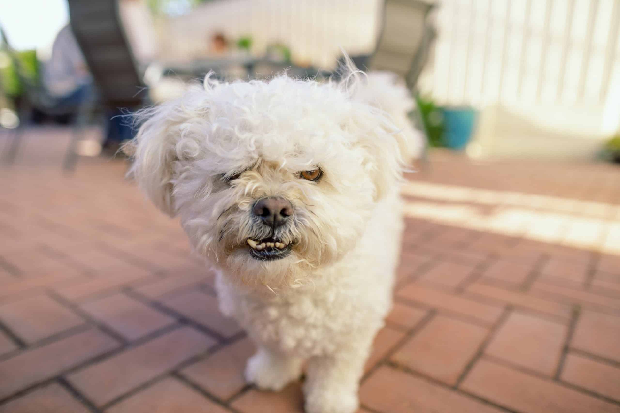 Aggressive Dog Behavior: Signs, Causes, & Management