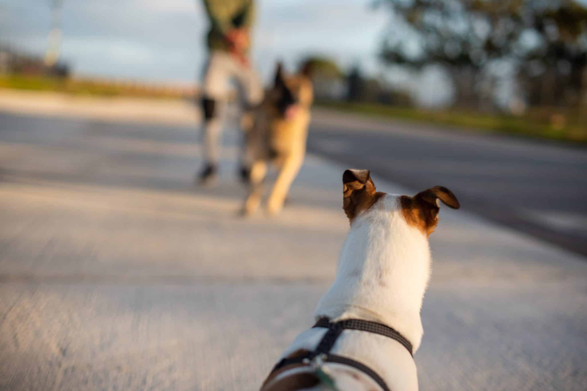 Aggressive Dog Behavior: Signs, Causes, & Management