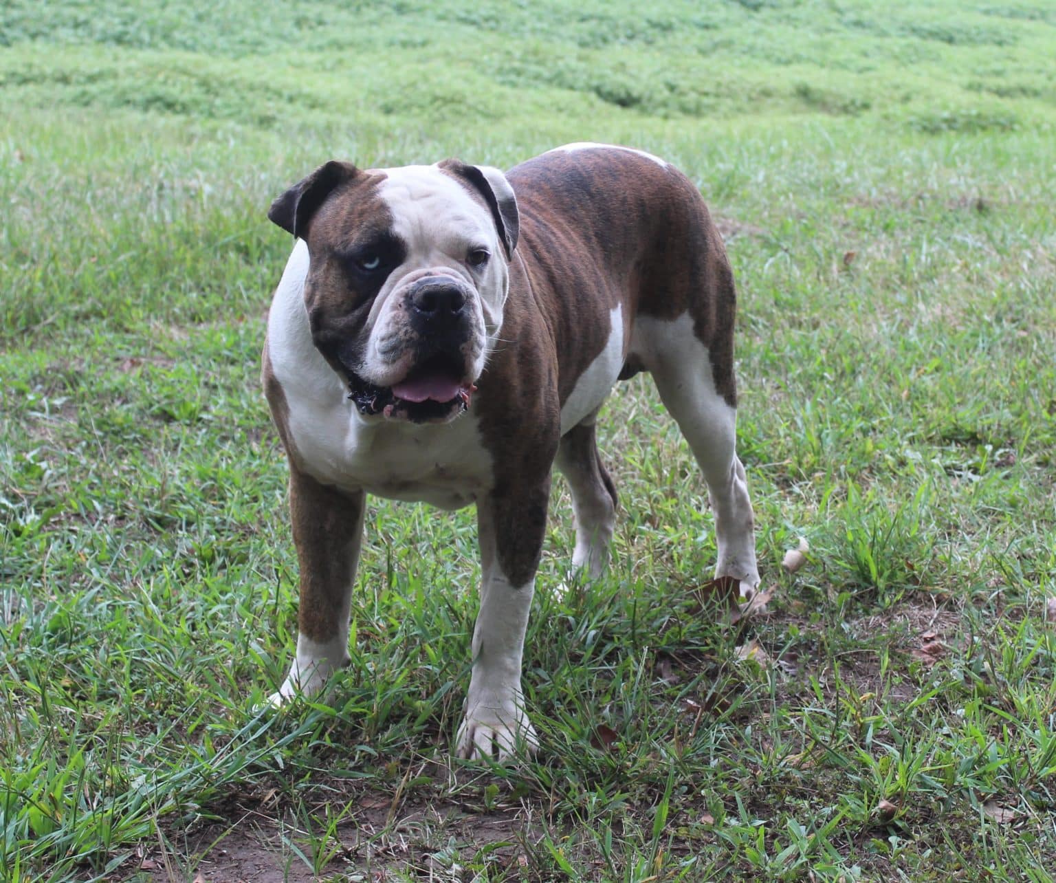Alapaha Blue Blood Bulldog Breed Characteristics & Personality