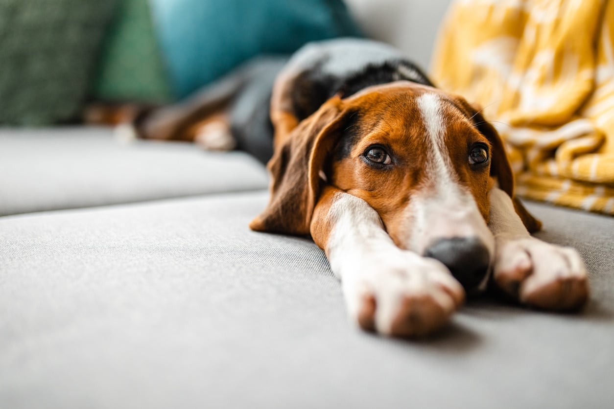 Why Do Dogs Sigh? 6 Reasons & Meanings