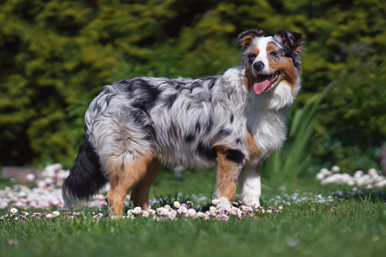 15 Working Dog Breeds & Their Essential Jobs