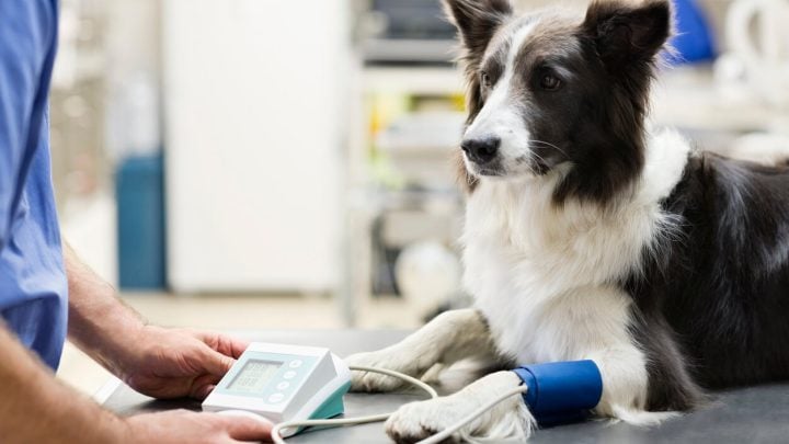 Normal Dog Vital Signs: Heart Rate, Temperature & Respiration