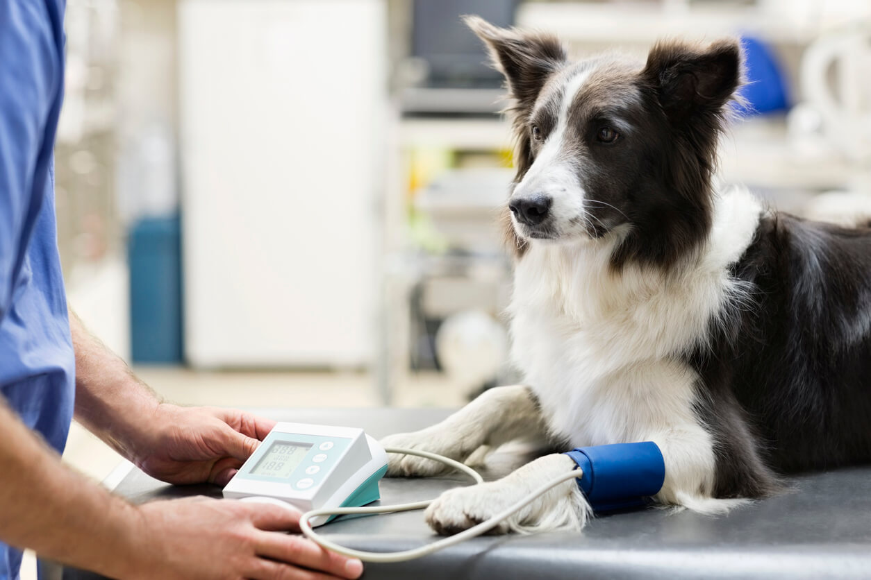 Normal Dog Vital Signs: Heart Rate, Temperature & Respiration