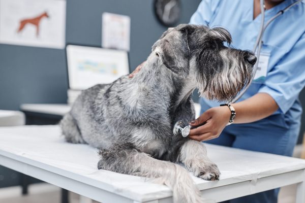 A Dog’s Average Heart Rate And Other Vital Signs