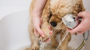 How To Give a Dog a Baking Soda Bath